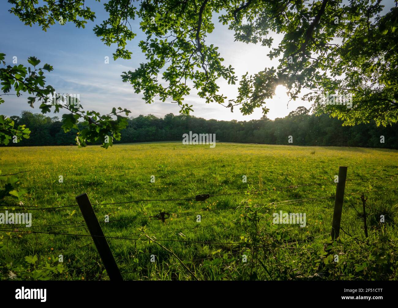 Wildflower meadow with fence hi-res stock photography and images - Alamy