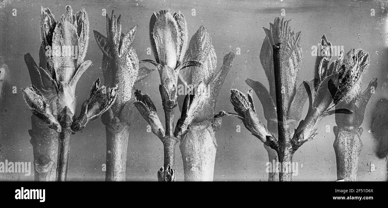Plant study with inflorescence. Probably unwanted double exposure Stock ...