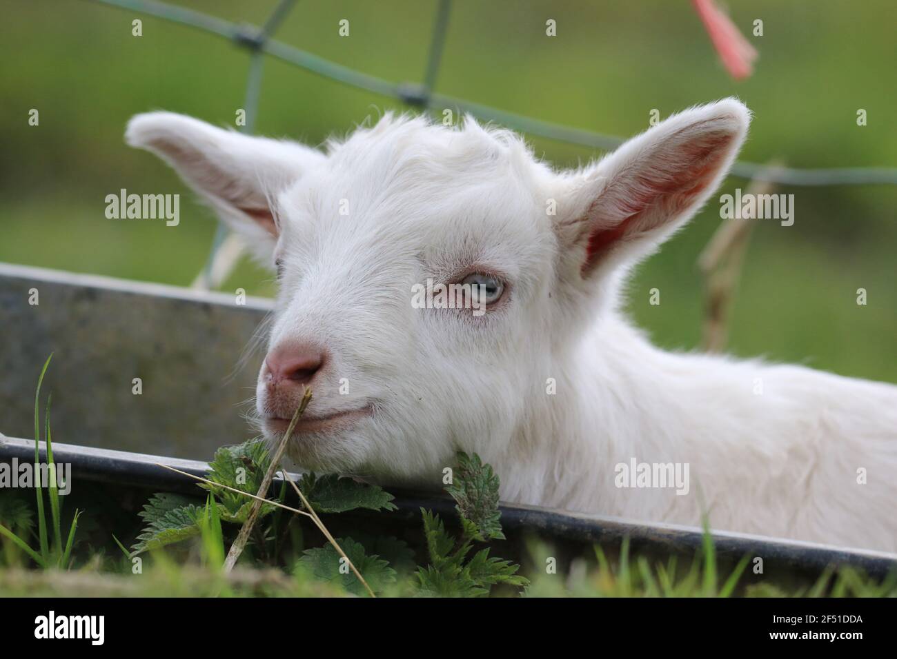 Goat and trough hi-res stock photography and images - Alamy