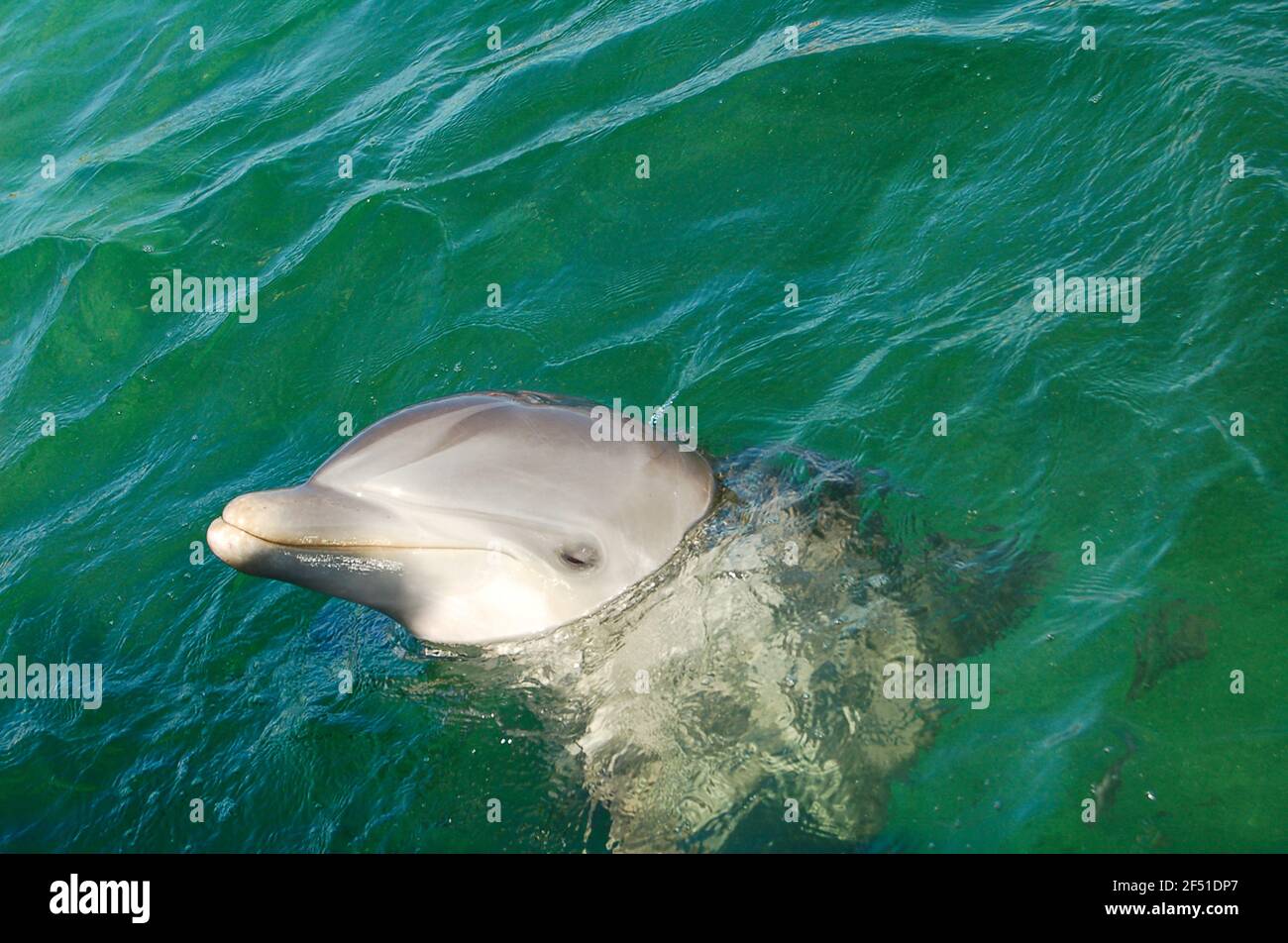 Dolphin in sea water. Dolphin portrait in wildlife Stock Photo - Alamy