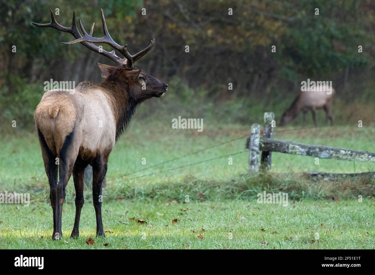 Elk With Barbed Wire Fence No Fences Here Eastmans' Official Blog