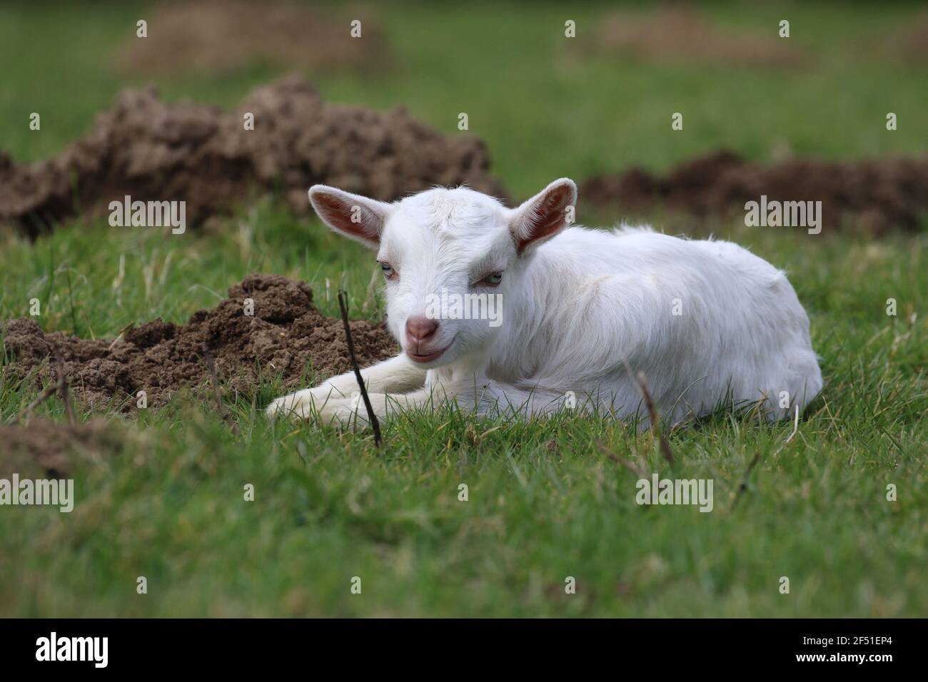 Relaxed goat hi-res stock photography and images - Alamy