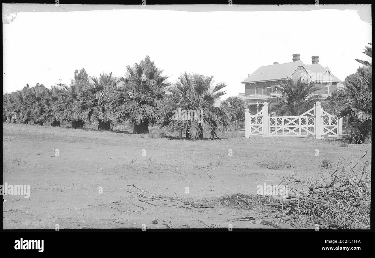 Palm tree grove in Black and White Stock Photos & Images - Alamy