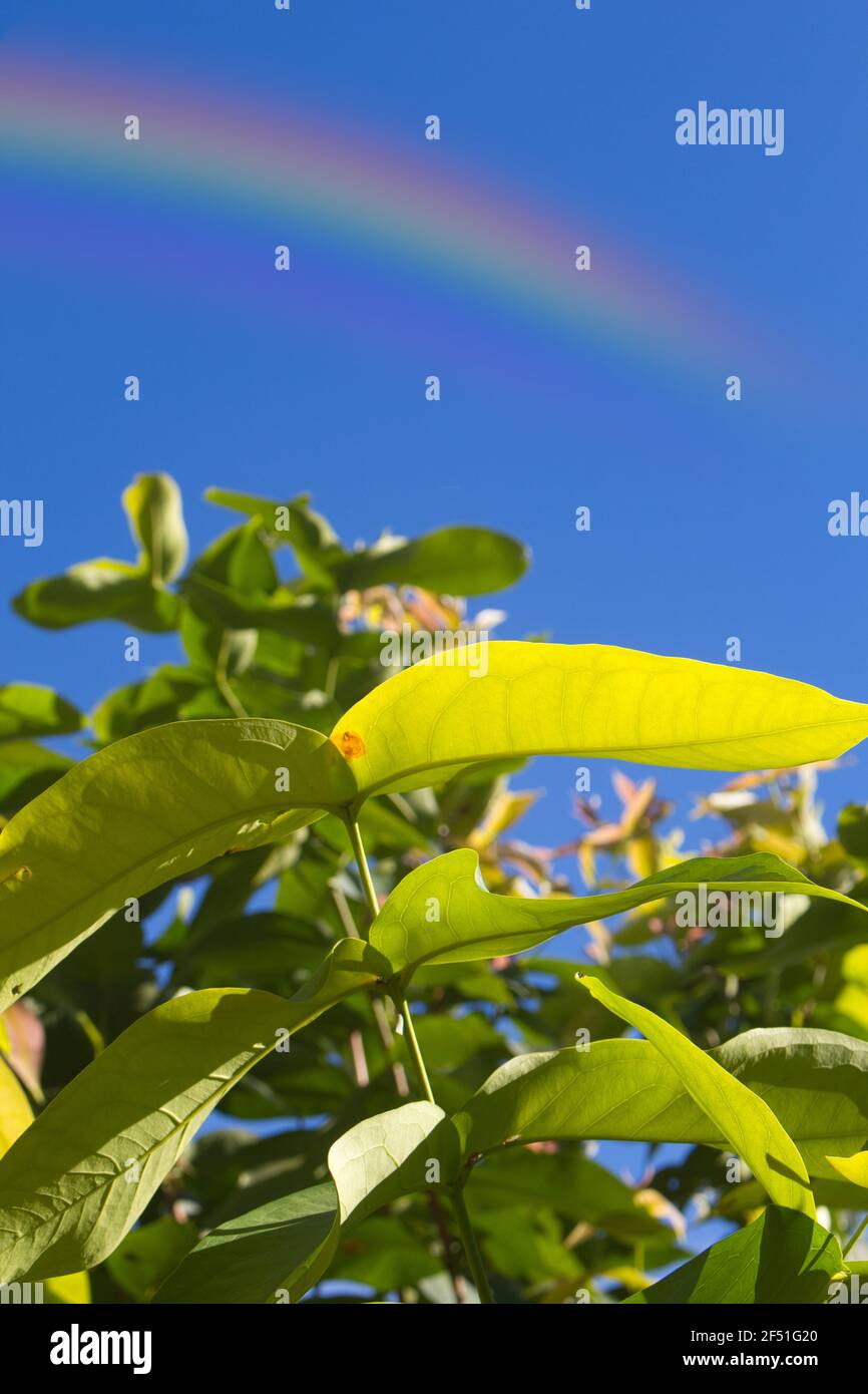 Green bush in the background of the clear blue sky with a rainbow Stock ...