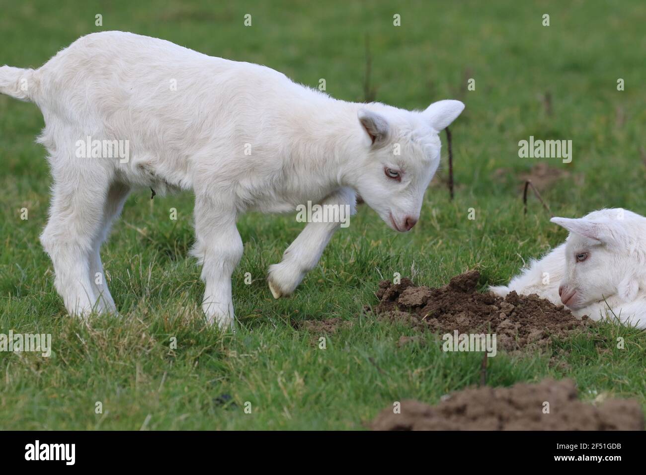 Goat pair hi-res stock photography and images - Alamy