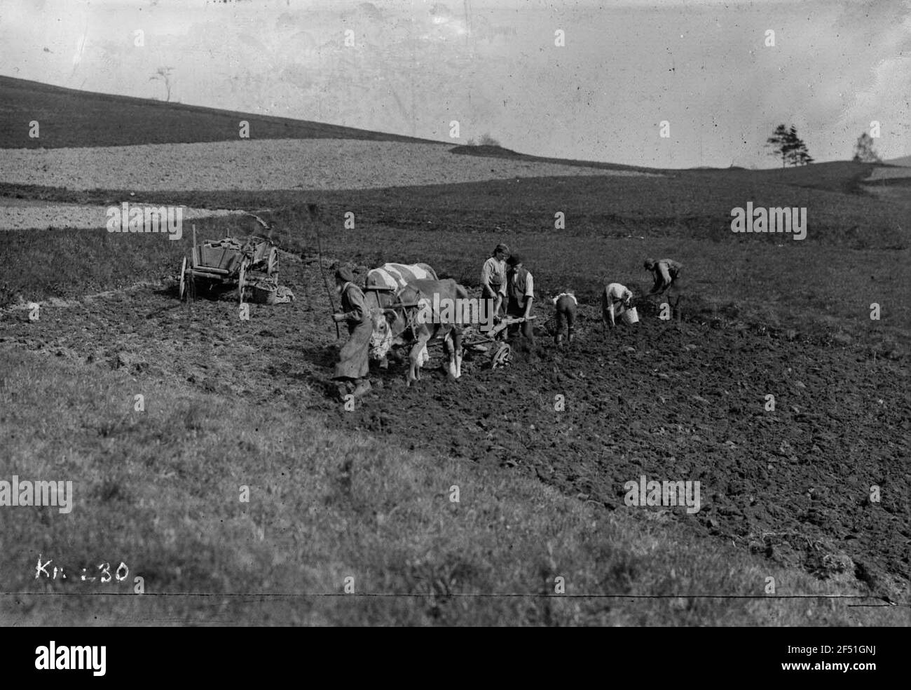 Potatoes lay on the slope under the fox farm Stock Photo - Alamy