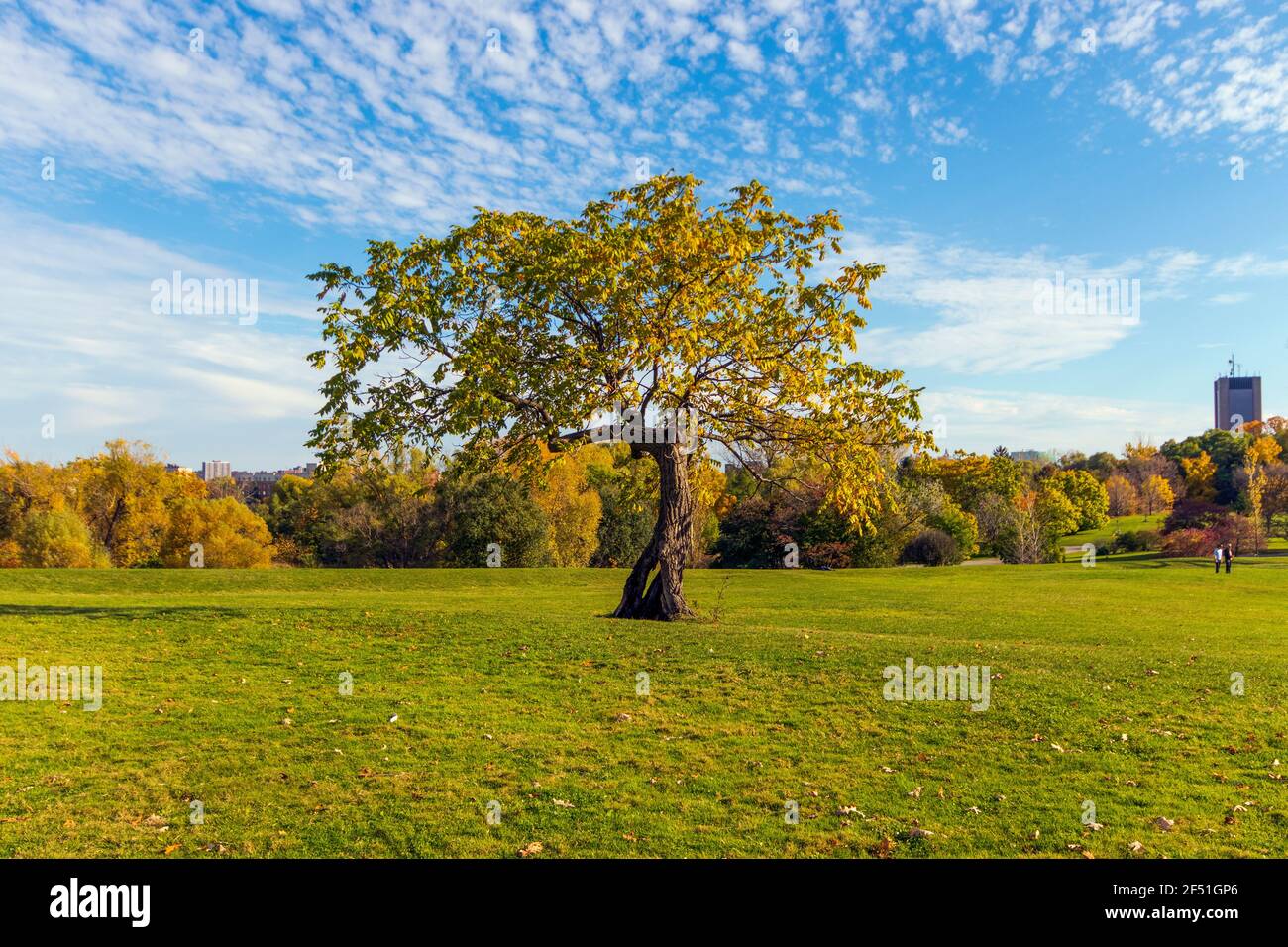 A lone tree in a field with lush green grass and a bright blue sky with ...