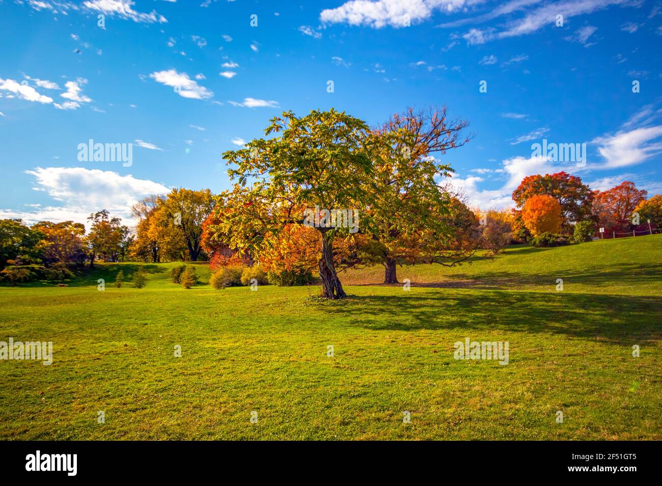 Autumn trees in a lush green grassy meadow Stock Photo - Alamy