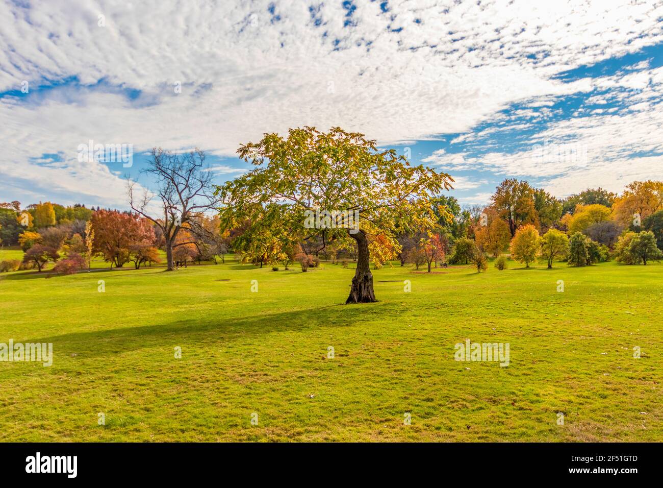 A lone tree in a field with lush green grass and a bright blue sky with ...