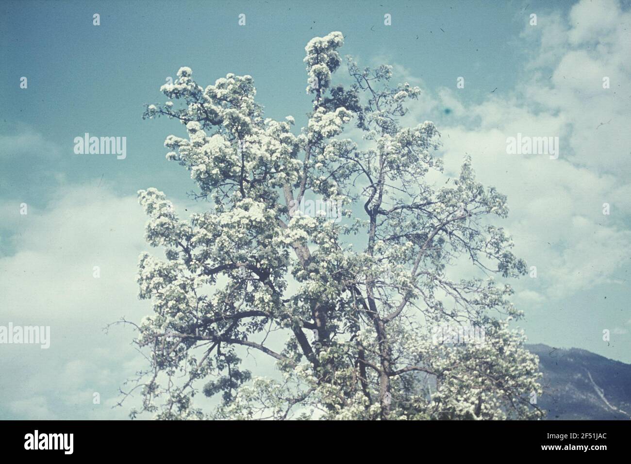Pear crown hi-res stock photography and images - Alamy