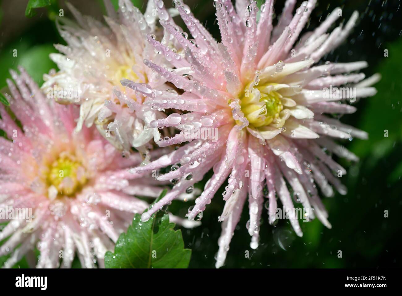 close up of light pink cactus dahlias, double blooms, ray florets ...