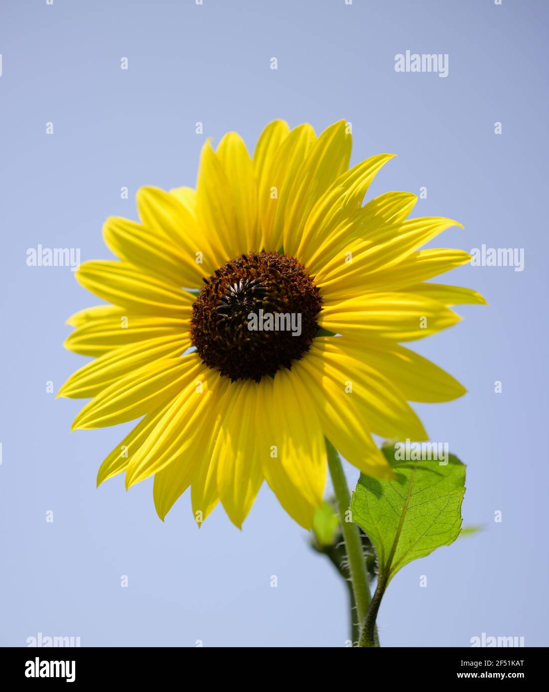 Light margarine hi-res stock photography and images - Alamy