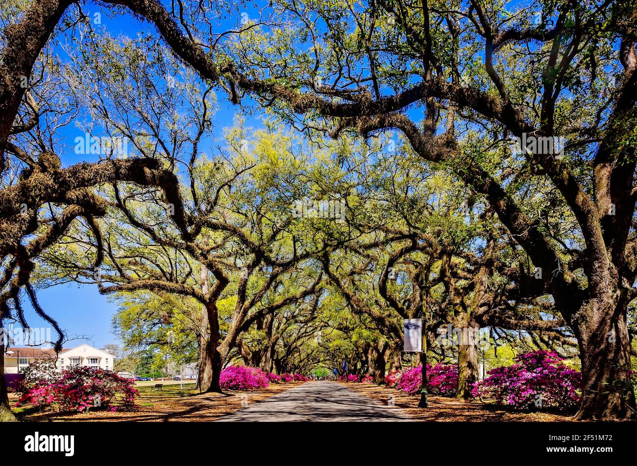 Pride Of Mobile Azalea High Resolution Stock Photography and Images - Alamy