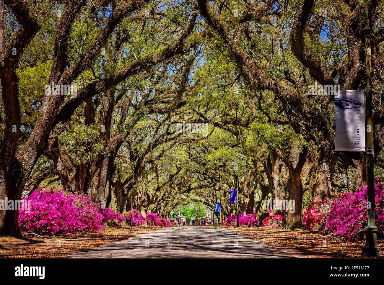 Pink azaleas bloom along the Avenue of Oaks at Spring Hill College ...
