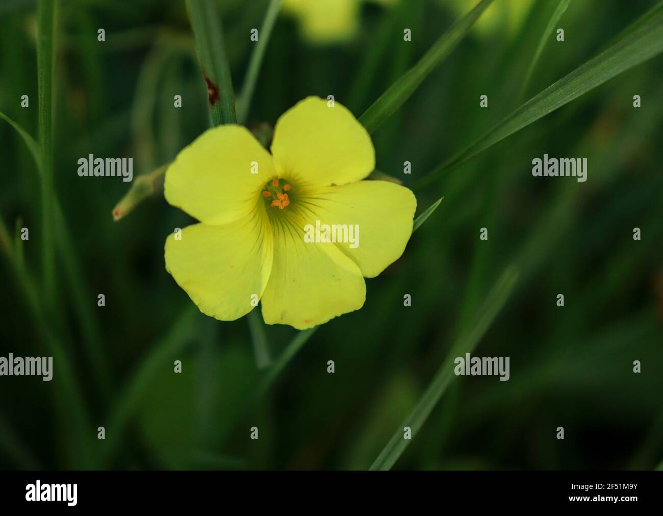 Azedas hi-res stock photography and images - Alamy