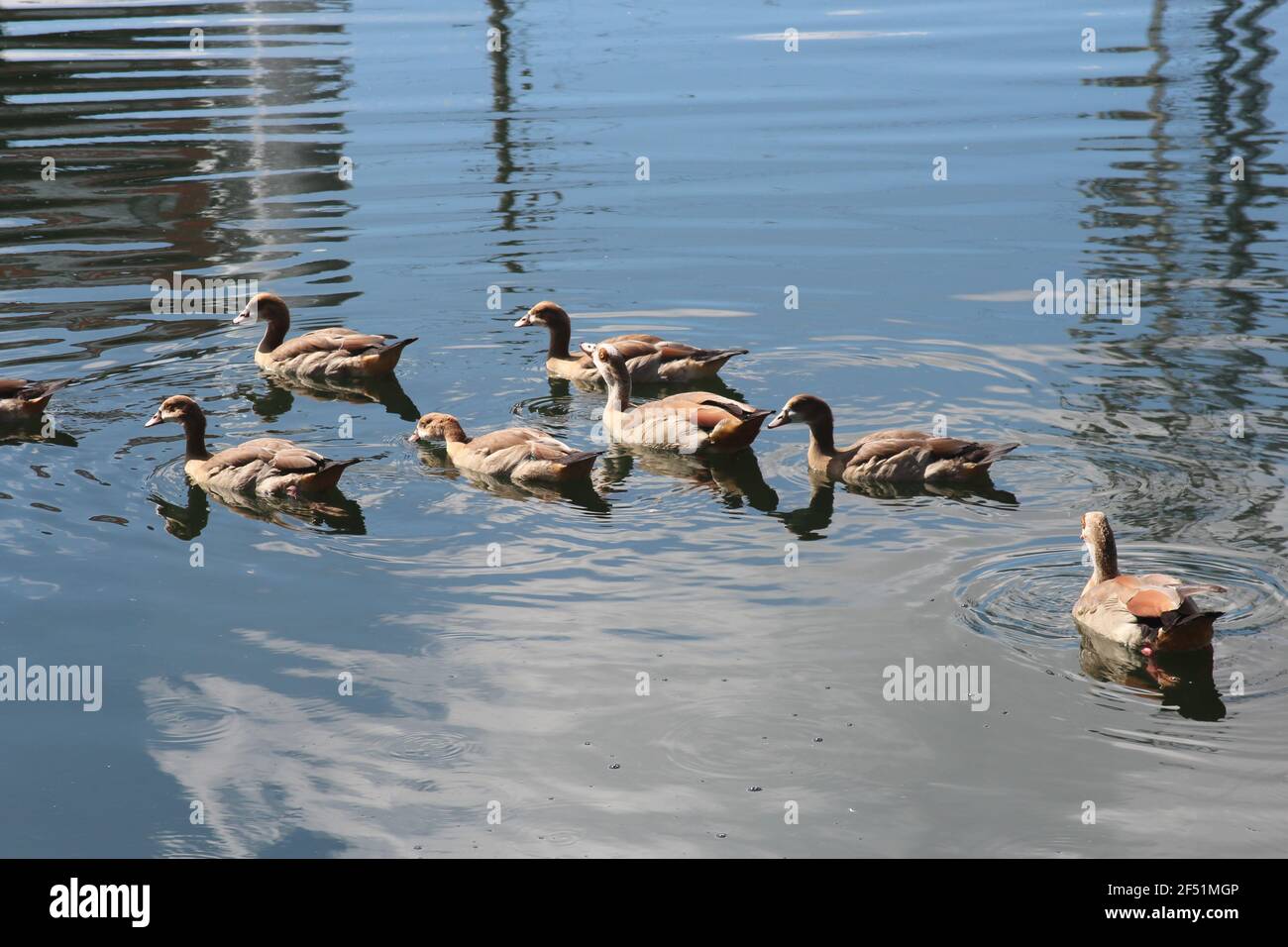 Mom geese hi-res stock photography and images - Alamy