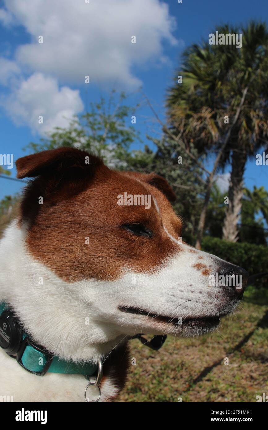 Terrier mix hi-res stock photography and images - Alamy