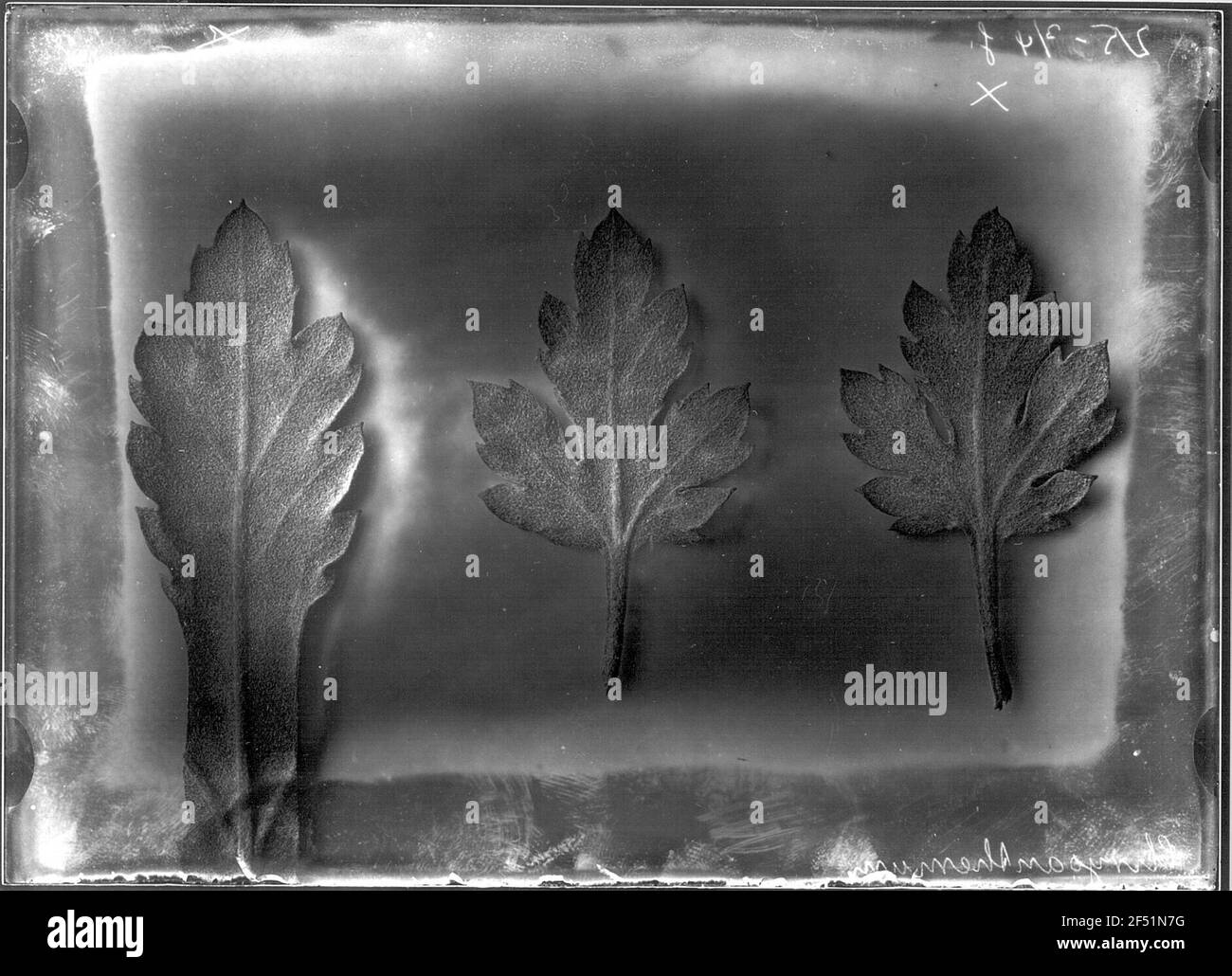 Detailed leaf structures Black and White Stock Photos & Images - Alamy