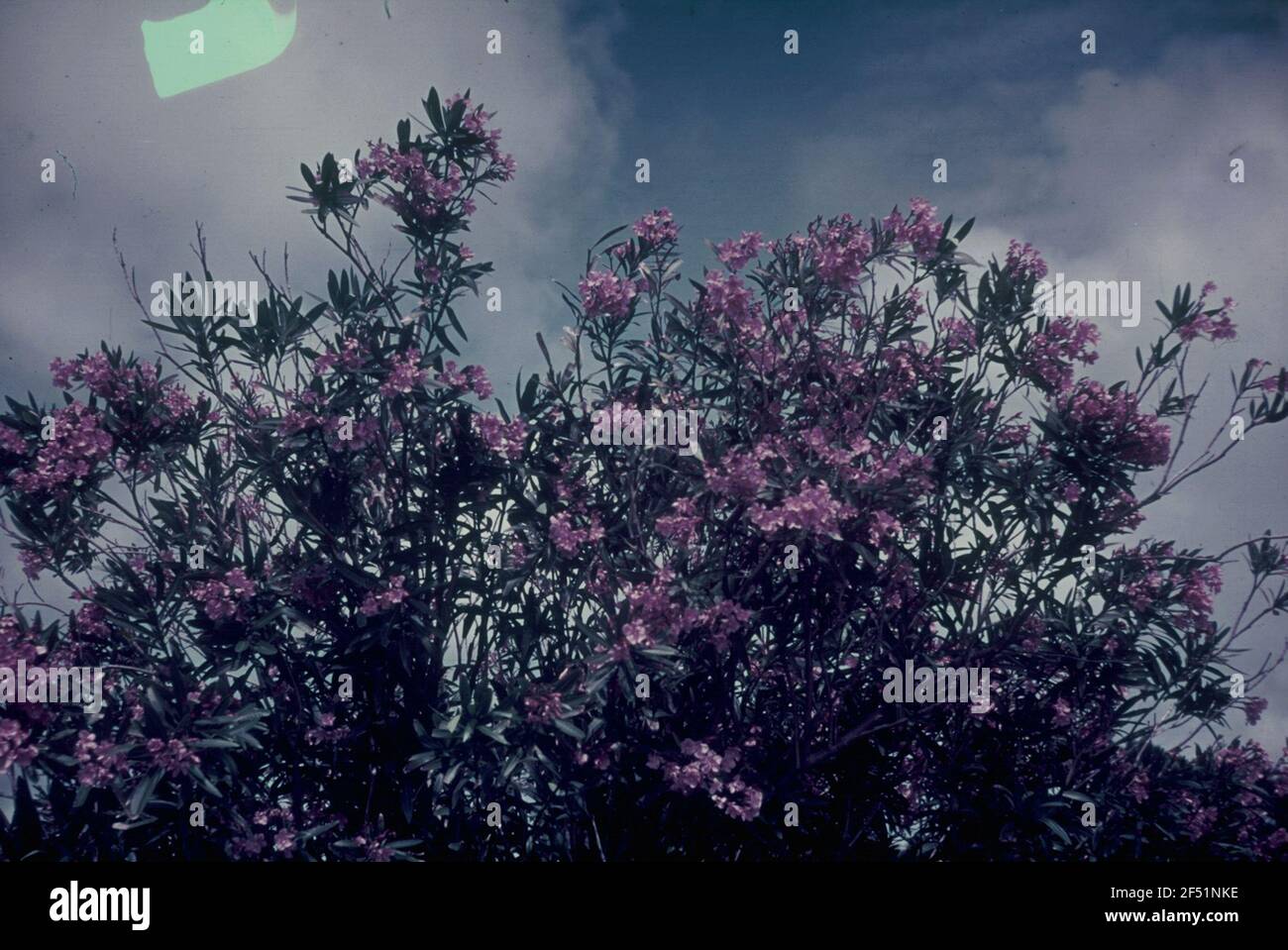 The bermuda botanical gardens hi-res stock photography and images - Alamy