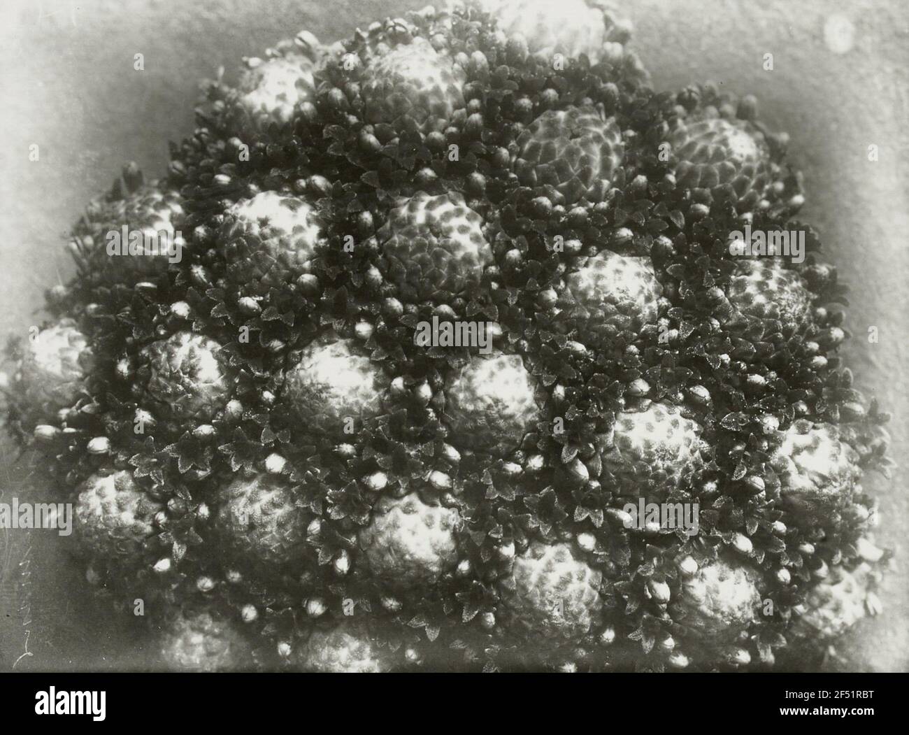 Yellow ageratum hi-res stock photography and images - Alamy