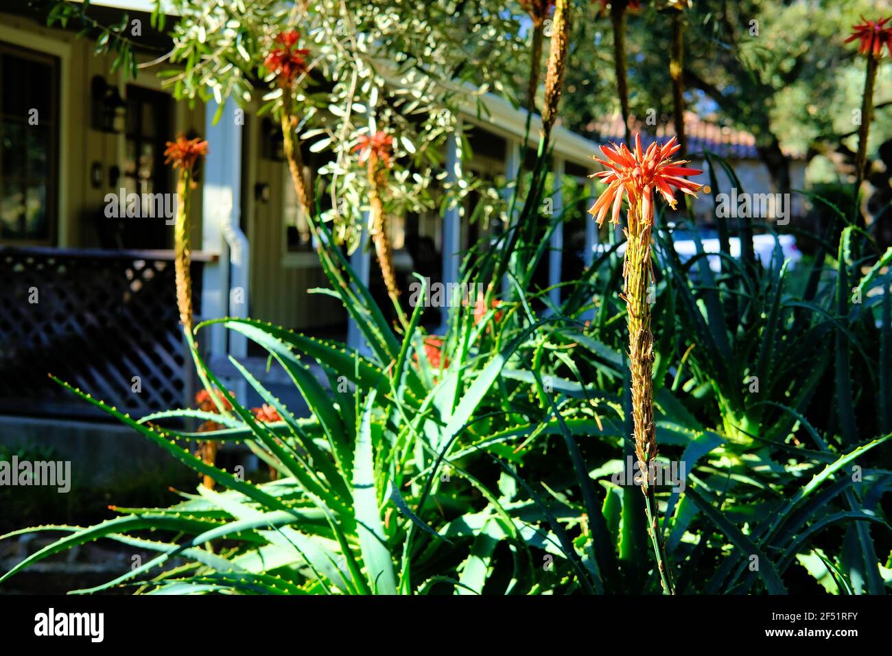 Flowering aloe vera plant in sunlight: aloe arborescens bloom, blooming ...