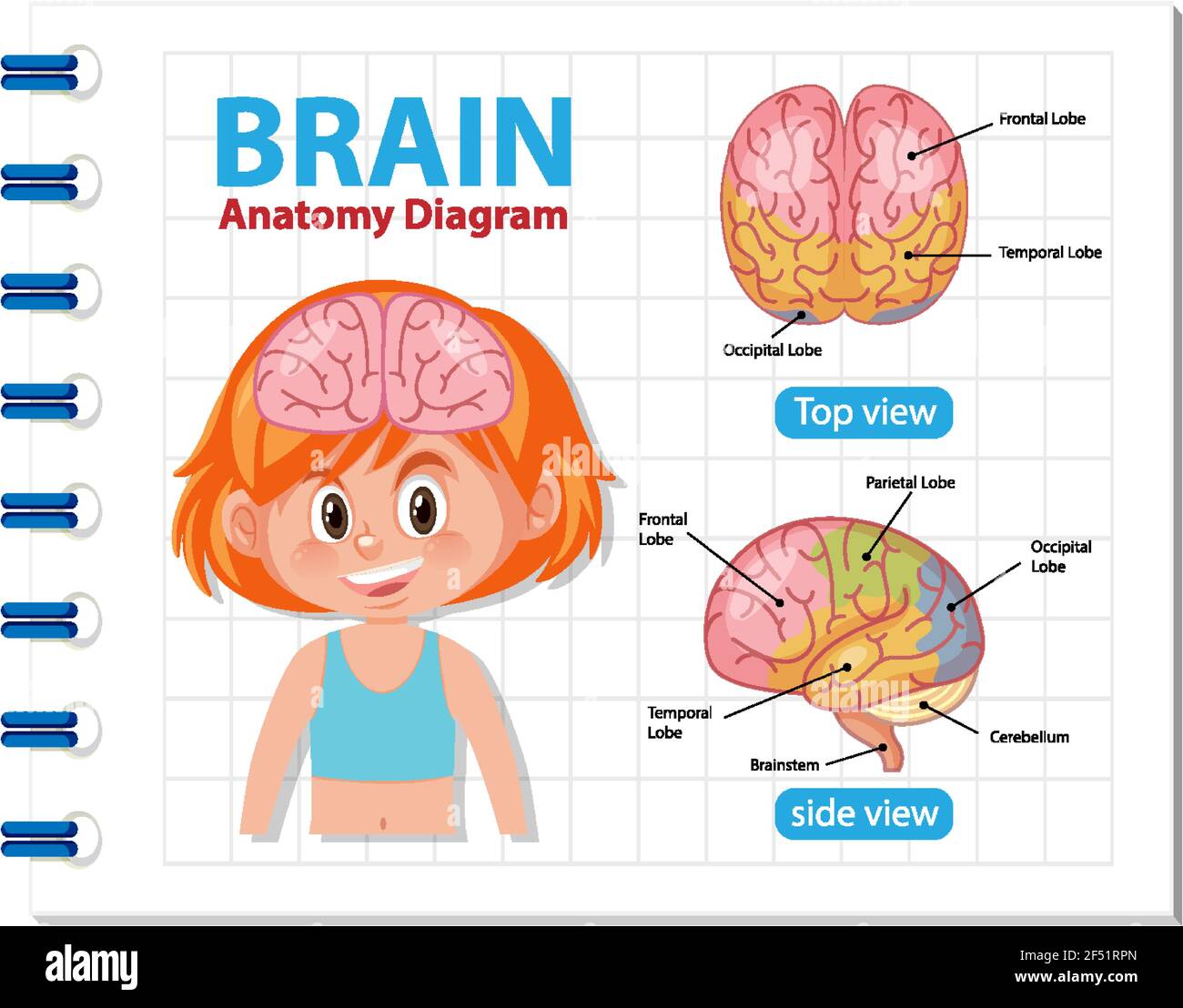 Information poster of human brain diagram illustration Stock Vector ...