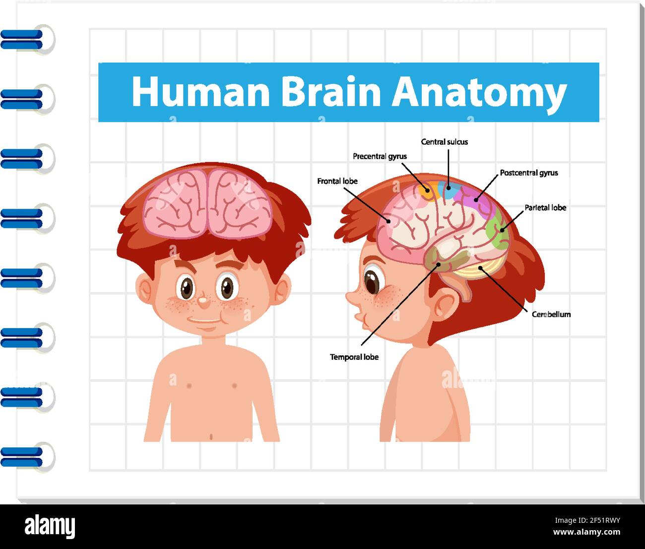 Information poster of human brain diagram illustration Stock Vector ...