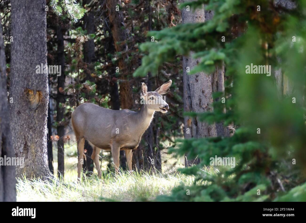 Mule deer doe in natural outdoor setting. Wildlife scene of animals in ...