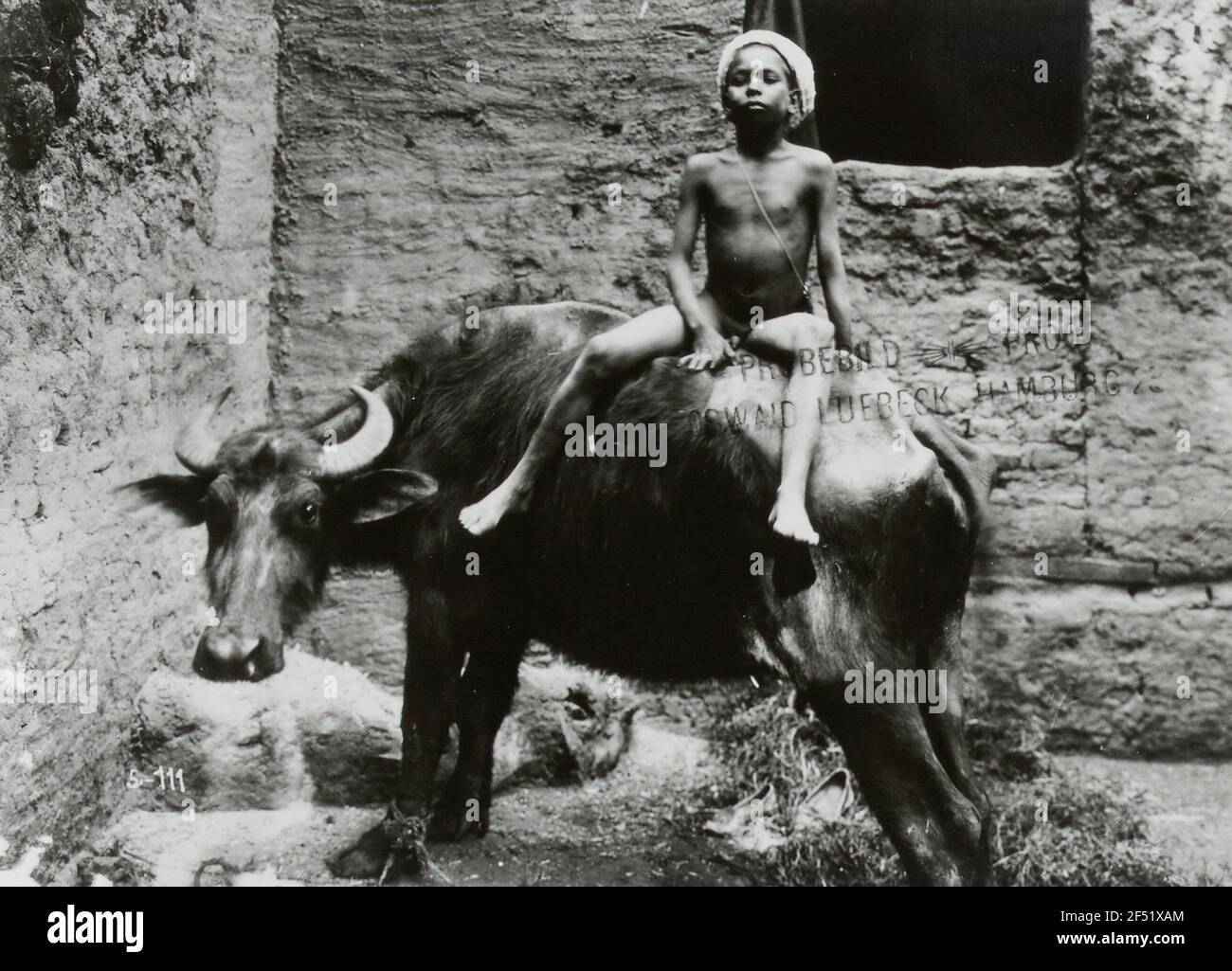 Boy riding on African buffalo Stock Photo - Alamy