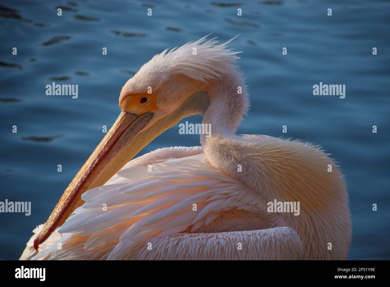 A pelican seen preening at St James's Park in Central London. Six great ...