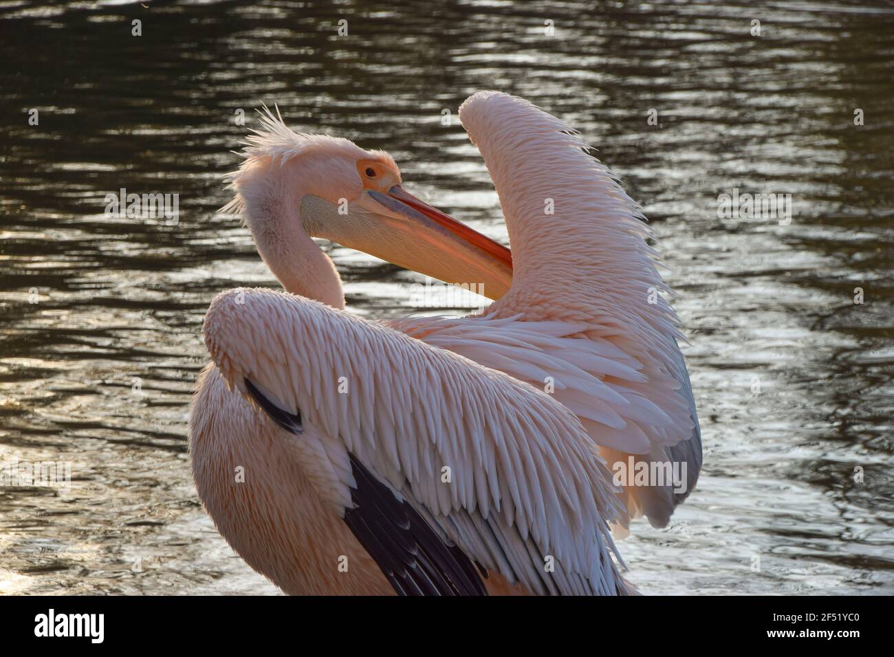 A pelican seen preening at St James's Park in Central London. Six great ...