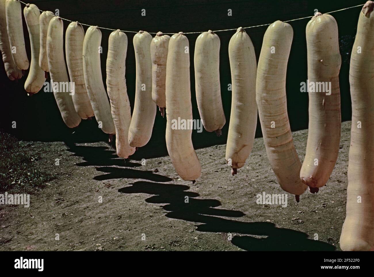 Travel photos. Purified animal intestines for drying hung (maybe from ...