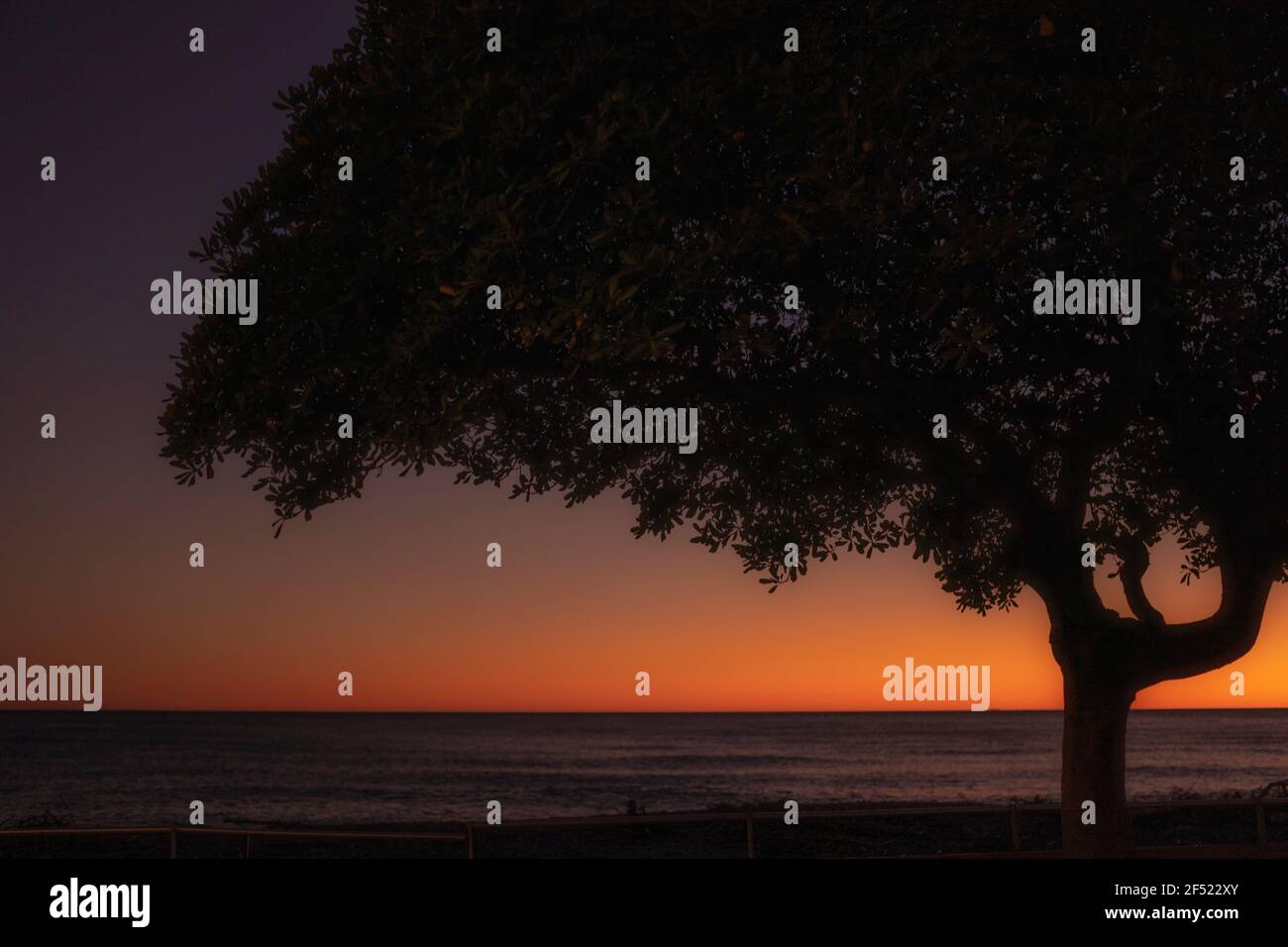 Silhouette of a tree at sunset by the sea Stock Photo - Alamy