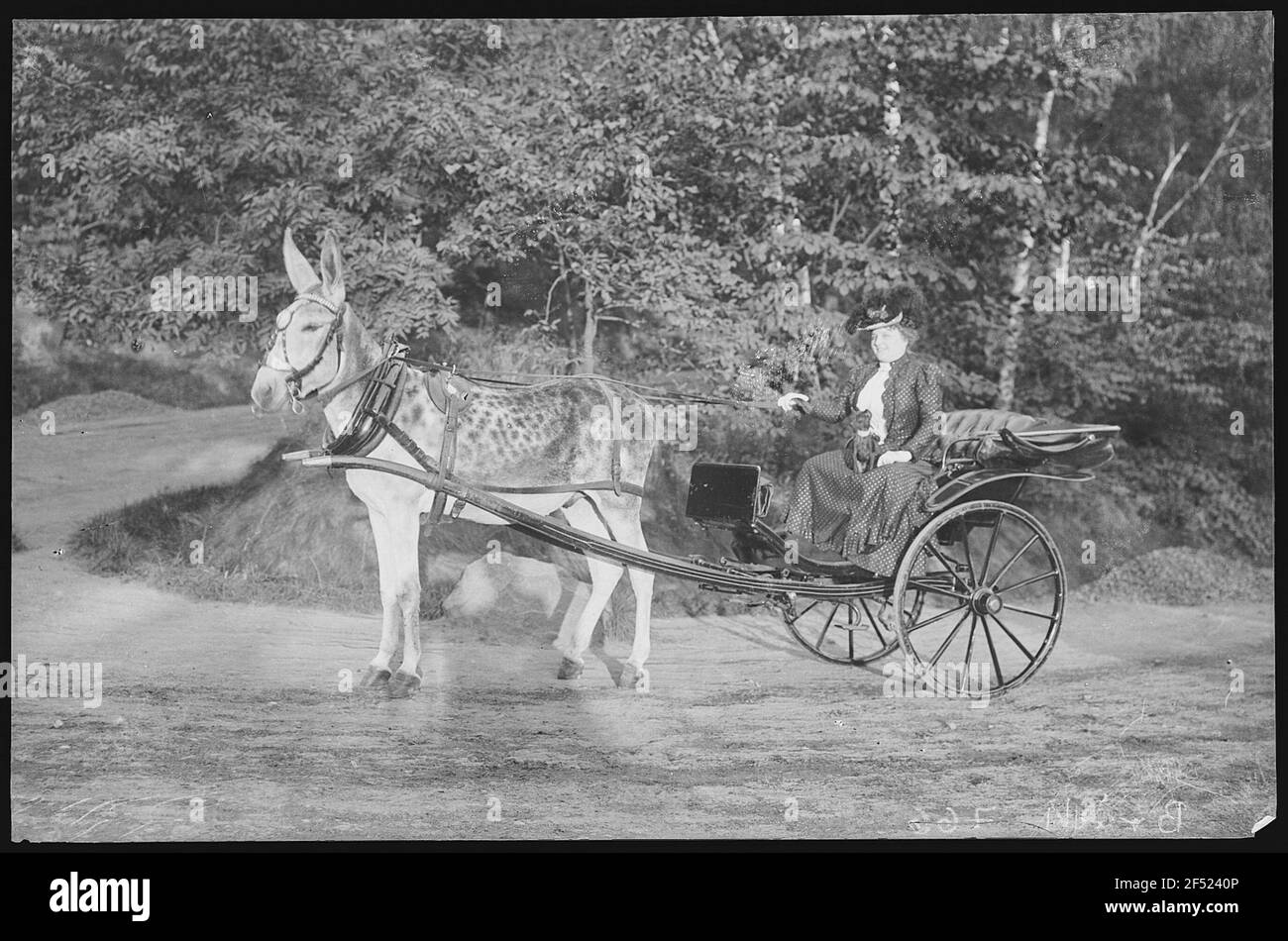 Donkey team hi-res stock photography and images - Alamy
