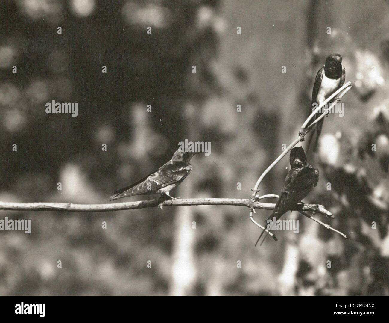 Smoke swallow hi-res stock photography and images - Alamy