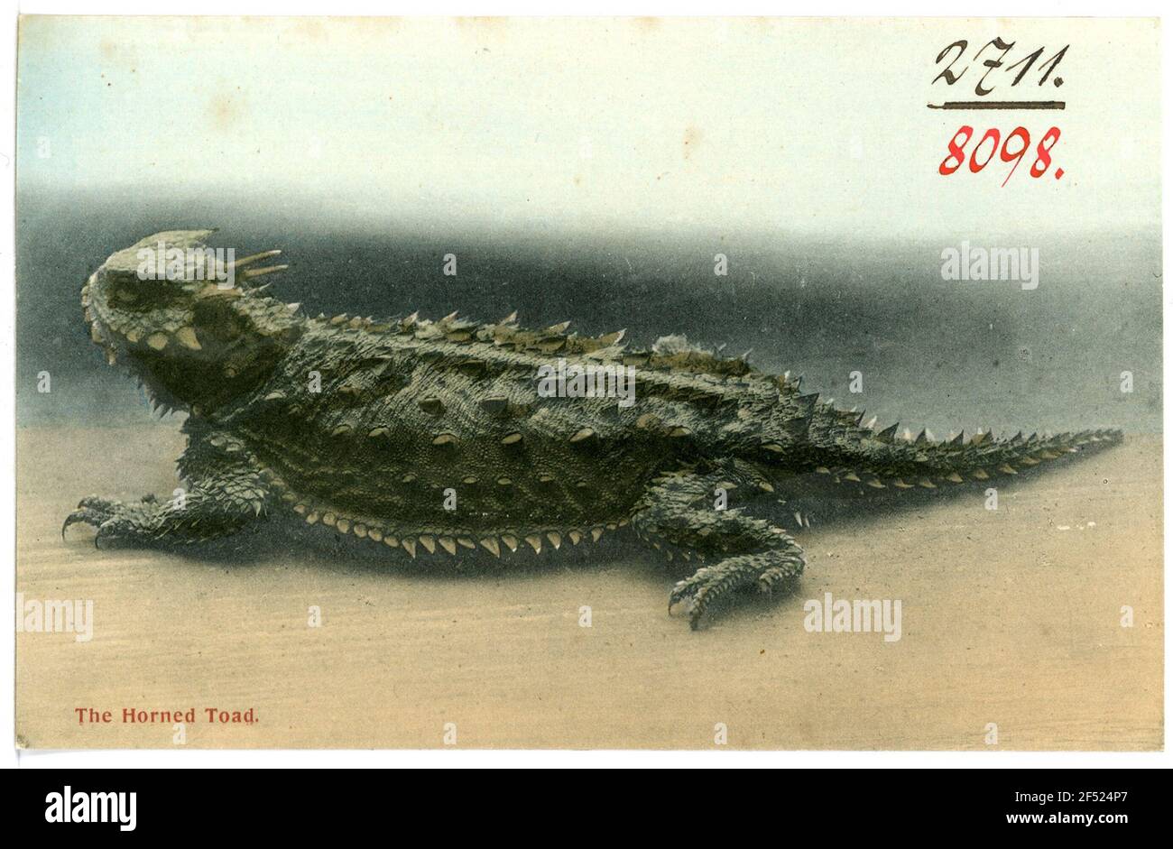 Toad photography Cut Out Stock Images & Pictures - Alamy