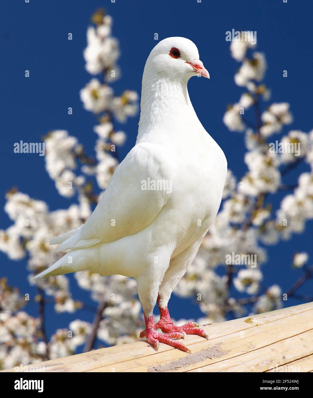 one white pigeon on flowering background - imperial pigeon - ducula ...