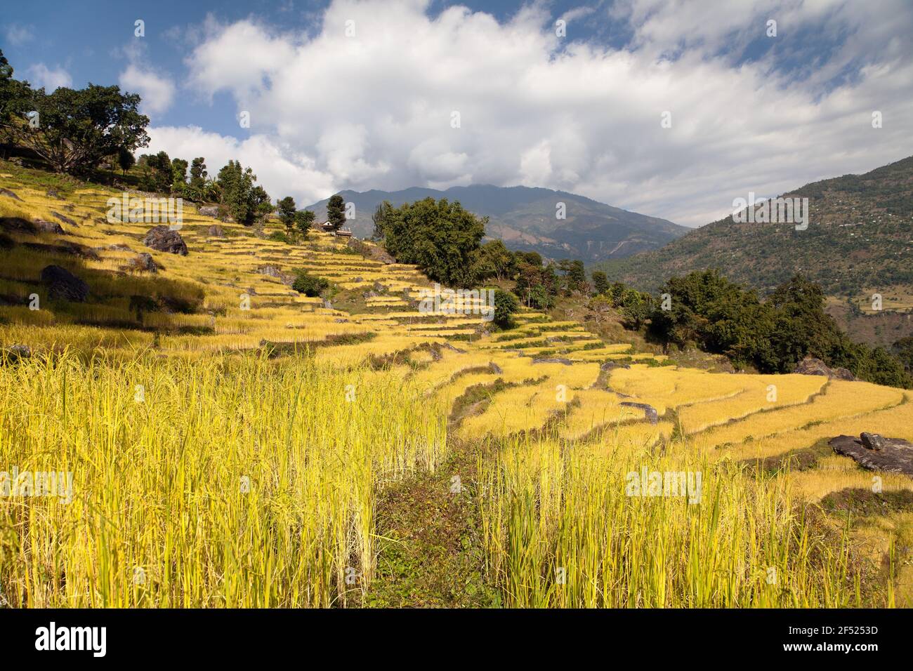 View of golden terraced rice field in Nepal Stock Photo - Alamy