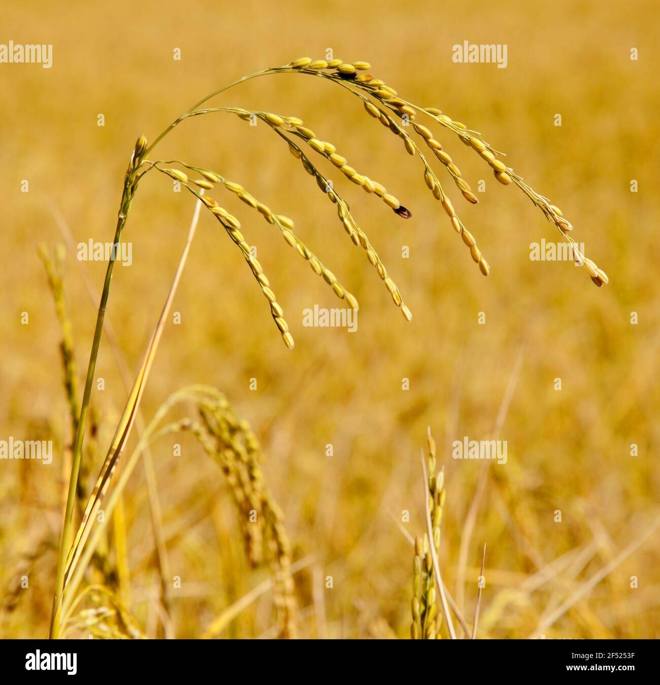 detail of Paddy and golden paddy field Stock Photo - Alamy