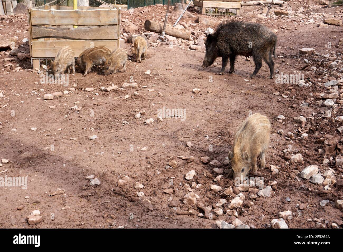Black wild boar with its small boars on the dry rocky ground Stock ...