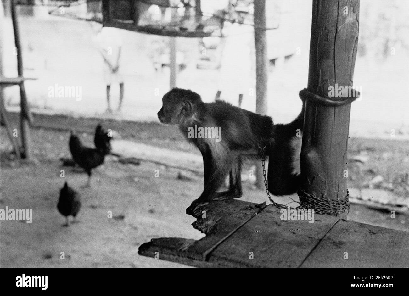 Travel Photos Caribbean. Trinidad. Rhesus Monkey (as a pet Stock Photo ...