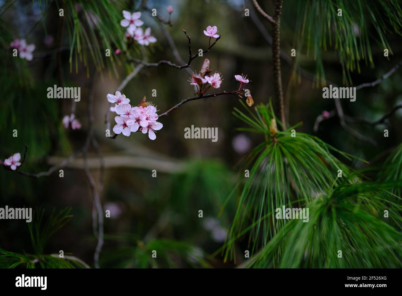 Close-up of pink cherry blossom in a Japanese garden with pine tree in ...