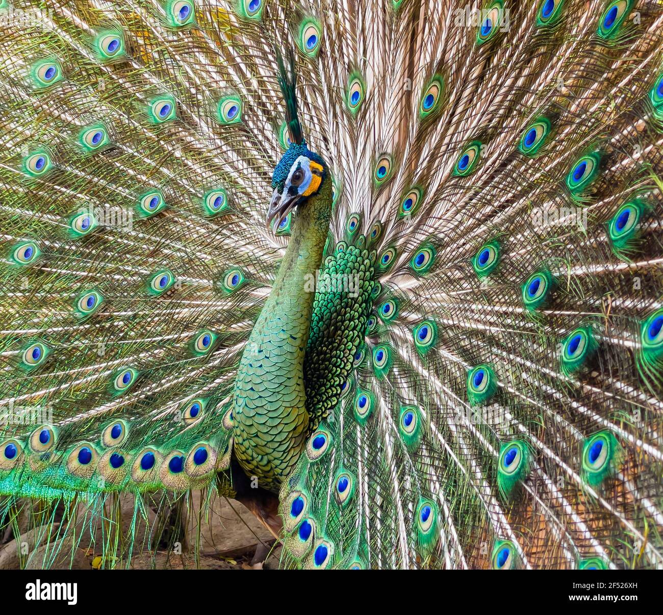 Peacocks tail art hi-res stock photography and images - Alamy
