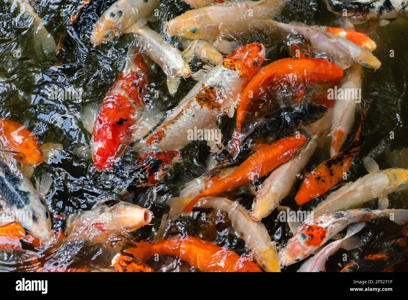 Koi fish or carp fish swimming in the pond Stock Photo - Alamy