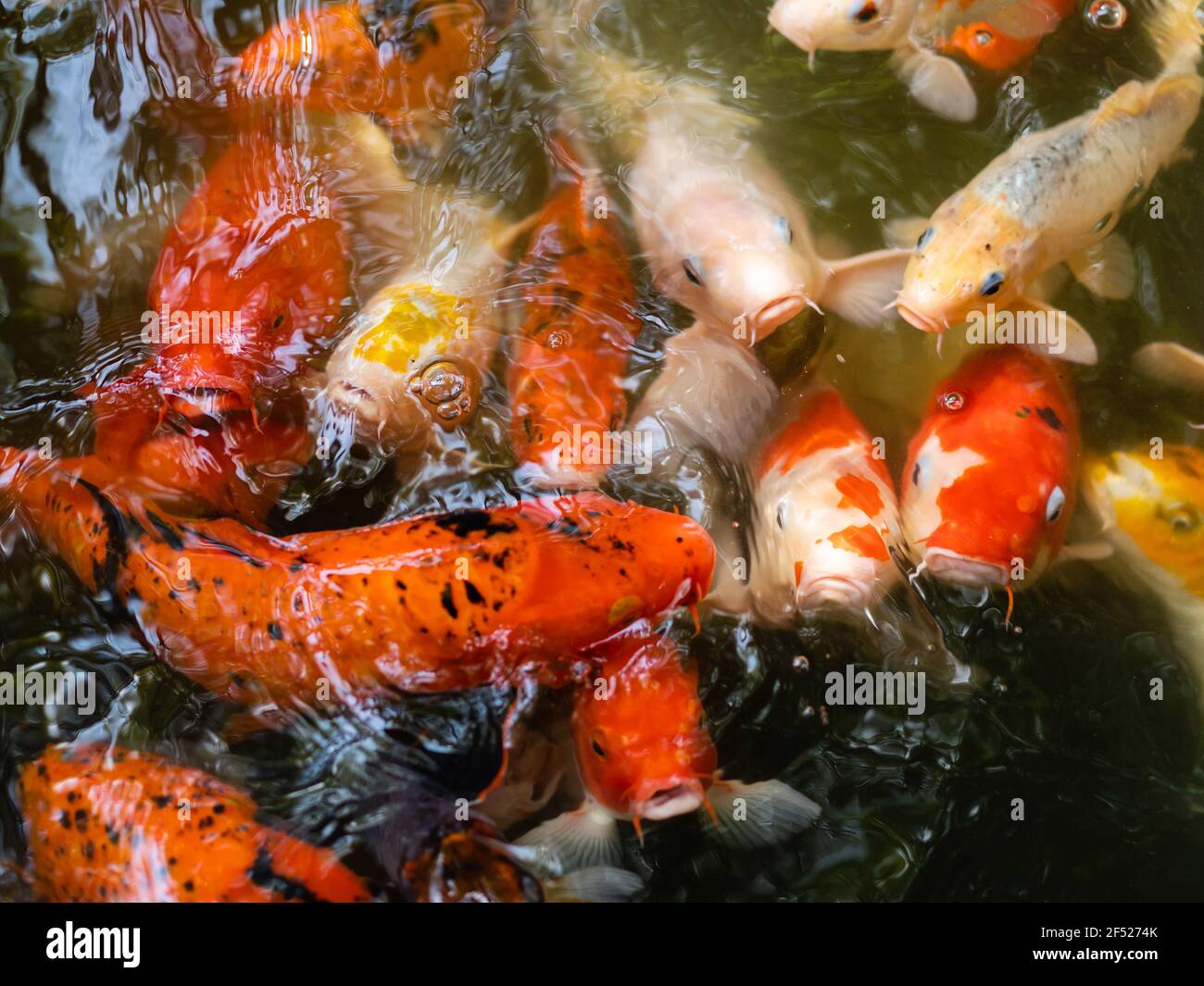 Koi fish or carp fish swimming in the pond Stock Photo - Alamy
