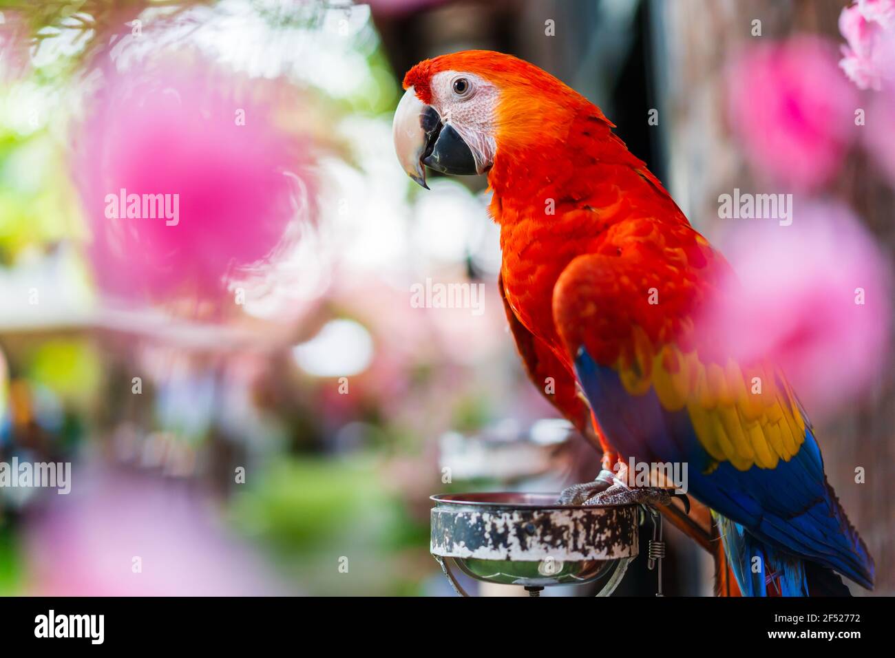 Macaw flower hi-res stock photography and images - Alamy
