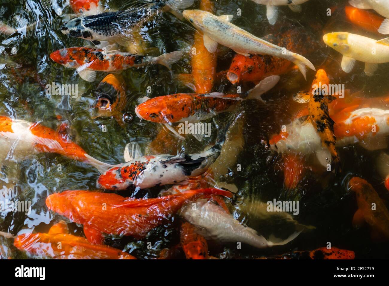 Koi fish or carp fish swimming in the pond Stock Photo - Alamy