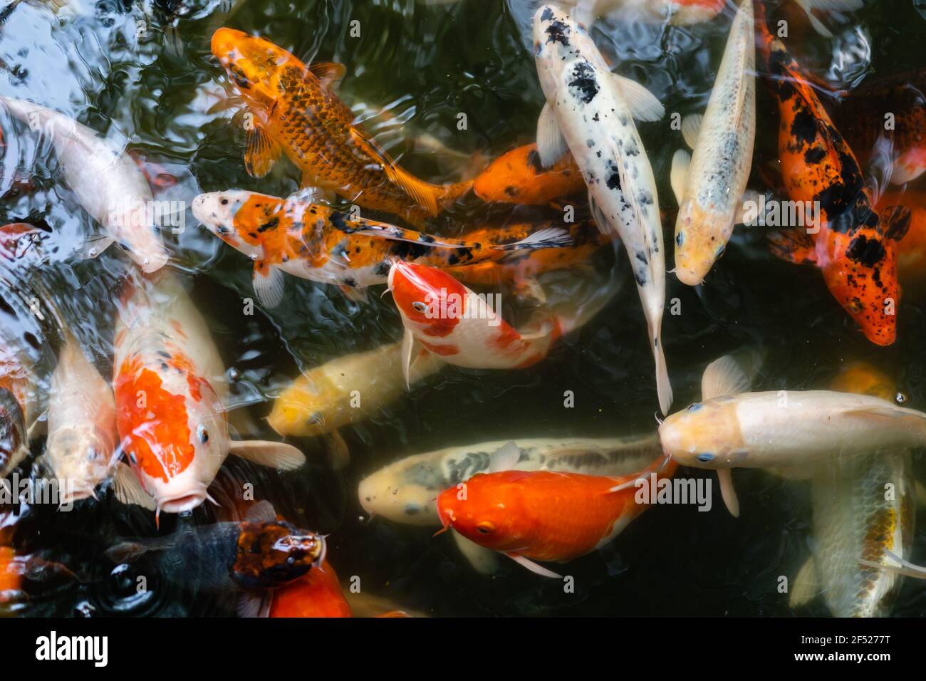 Carp fish swimming hi-res stock photography and images - Alamy