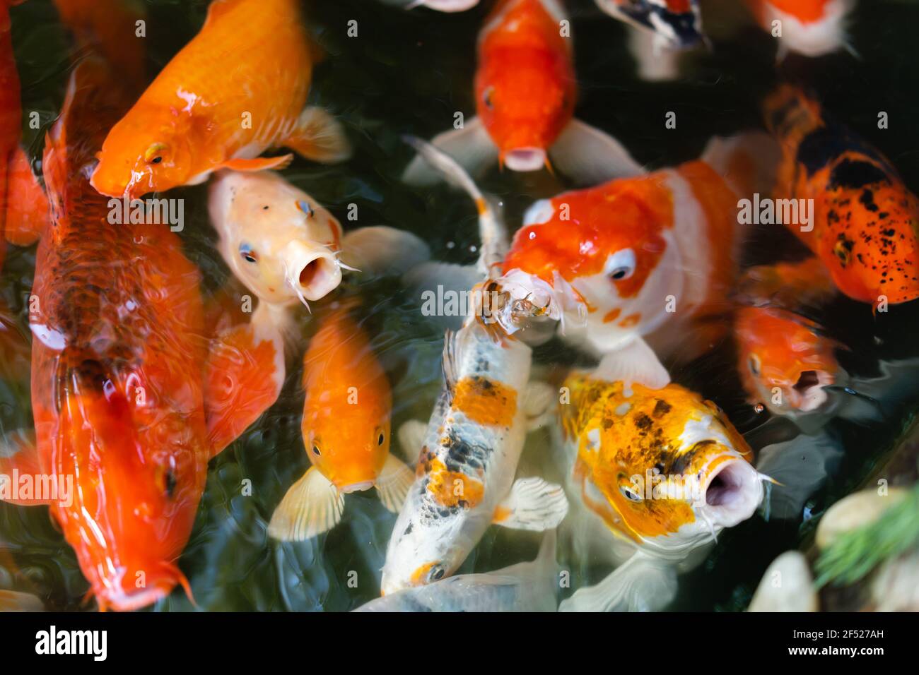 Koi fish or carp fish swimming in the pond Stock Photo - Alamy