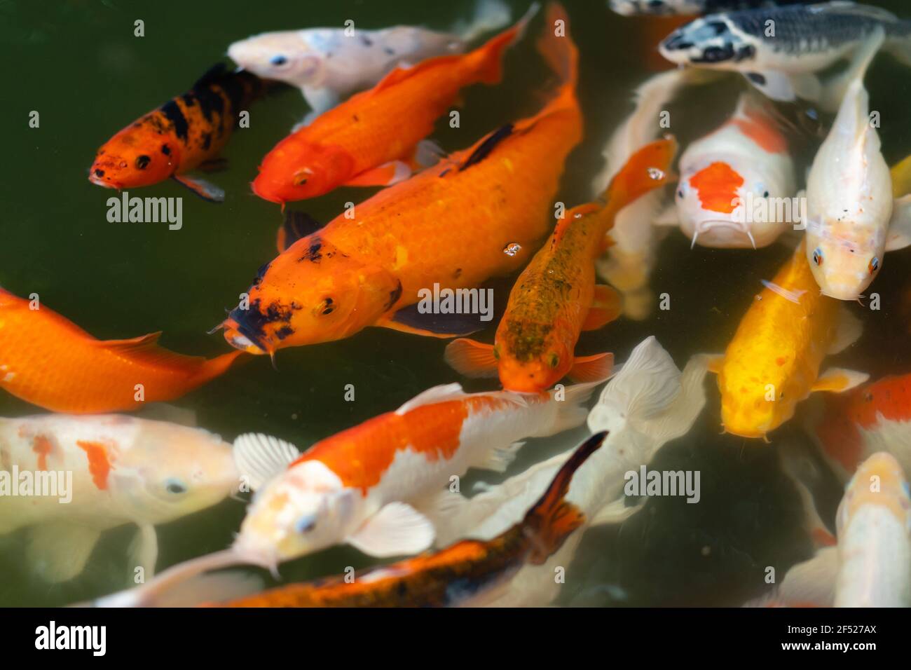 Koi fish or carp fish swimming in the pond Stock Photo - Alamy